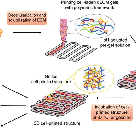 Pdf Printing Three Dimensional Tissue Analogues With Decellularized Extracellular Matrix Bioink