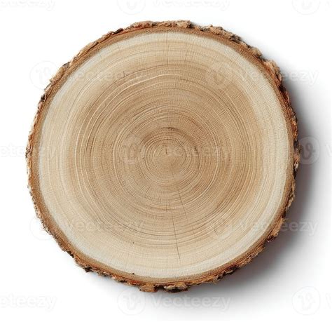 Circular Cross Section Of A Tree Trunk Showing Annual Rings Bark Edge