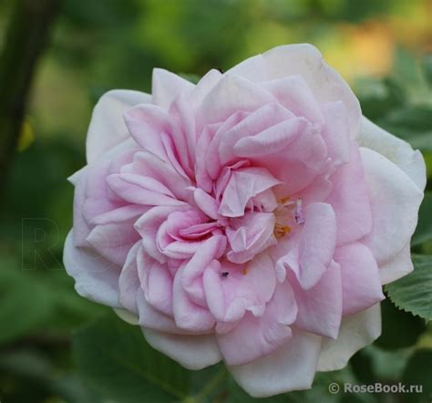 Галерея Minette Энциклопедия роз