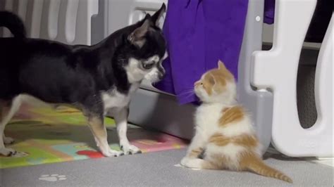아기고양이를 생전 처음 본 강아지의 반응 고양이 임시보호 Youtube