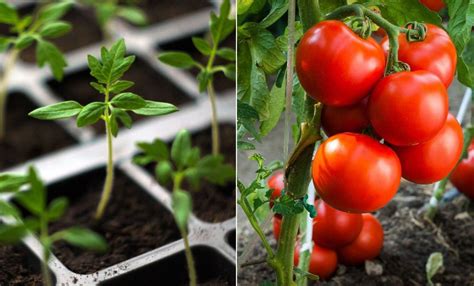 Продають перець і помідори «Афродита почім розсада на Чернігівщині