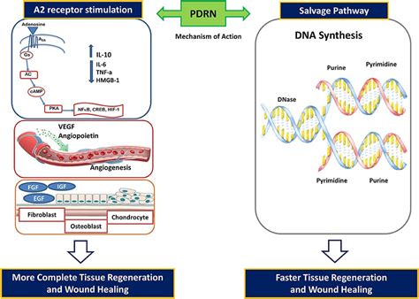 The Science Behind Pdrn How Salmon Dna Works