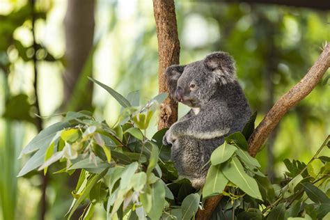 Breakfast With Koalas Magnetic Island Backpacker Deals