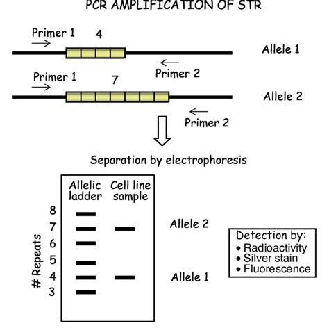Short Tandem Repeats