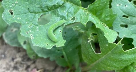 How To Avoid Bugs In Plants At Fred Grant Blog