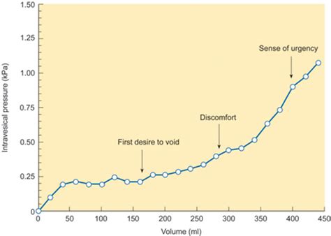 ANS Urogenital Tract