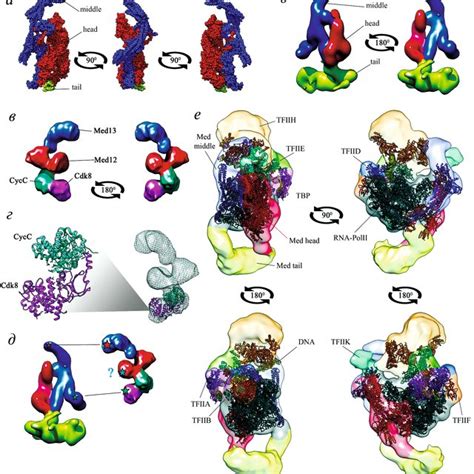Pdf Structure And Functions Of The Mediator Complex
