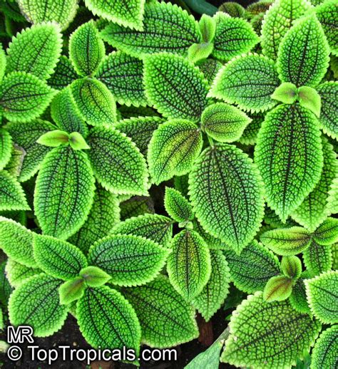 Pilea Mollis Alchetron The Free Social Encyclopedia