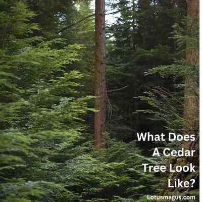 What Does A Cedar Tree Look Like LotusTryO