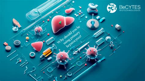 Why Should You Be Using Primary Hepatocytes Becytebiotechnologies