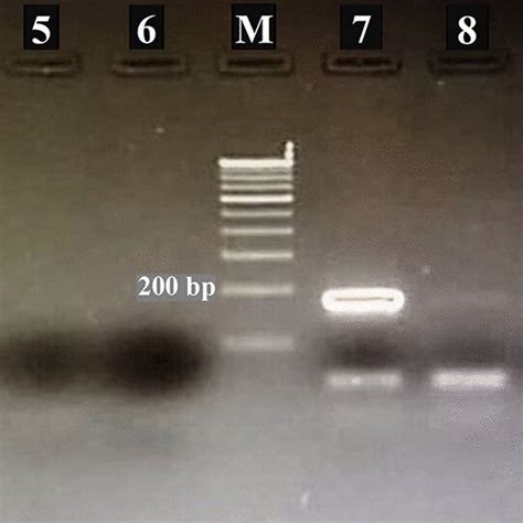Amplification Of Allele Specific Markers In The Samples Used For Download Scientific Diagram