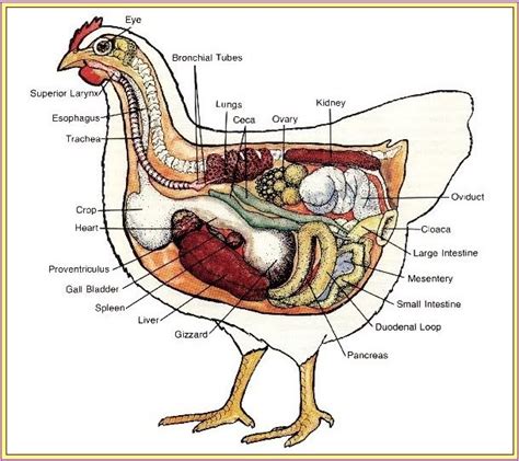 Sistem Reproduksi Pada Ayam Bangkok KING ROOSTER FARM Sistem Reproduksi Pada Ayam Bangkok KING ROOSTER FARM