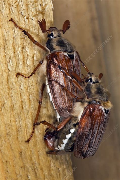 May Bugs Copulating Stock Image C0178346 Science Photo Library