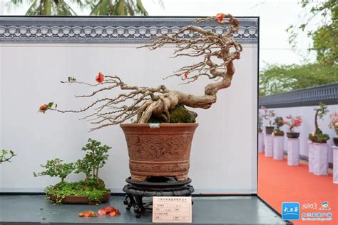 三亚乡村拍卖会！三角梅火了手机新浪网