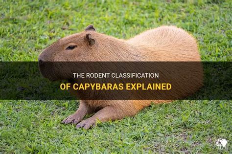The Rodent Classification Of Capybaras Explained Petshun