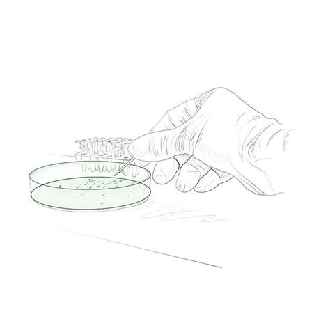 Mammalian Cell Culture Types And Application In 2025 Cells And Tissues Cell Microbiology