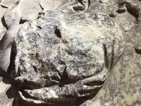 Textured Concrete Surface With Ridges And Convex Circles Abstract Fake Fossil Formation Vertical