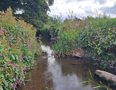 Great Big Green Week Foraging And Himalayan Balsam Bashing — West