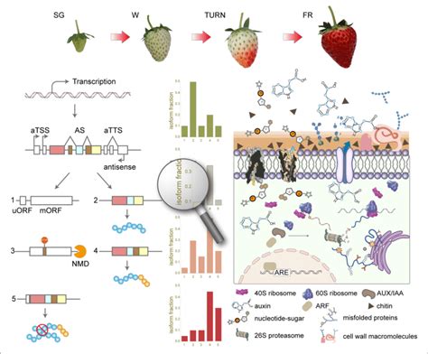 Summary Of The Transcriptome Complexity Introduced By Alternative Download Scientific Diagram