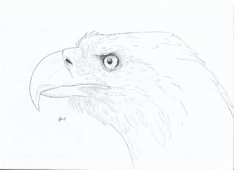 Easy Scetch Of A Eagle Head Com