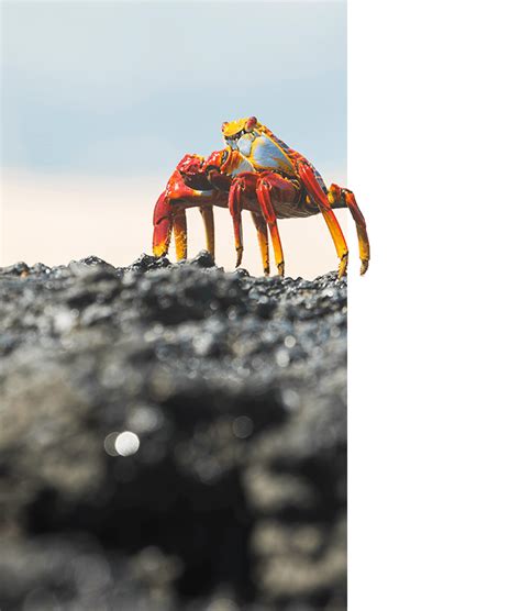 Sally Lightfoot Crabs Facts Galapagos Rainbow Warriors