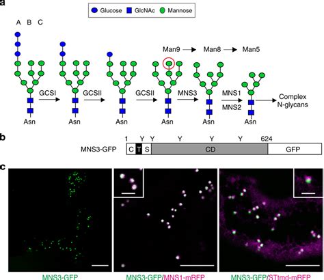 Arabidopsis Mns3 Is A Golgi Resident Protein A The Early Steps Of Download Scientific Diagram