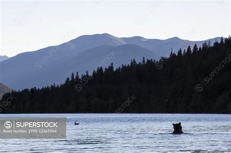 Grizzly At Dusk In The Chilcotin Bc Superstock