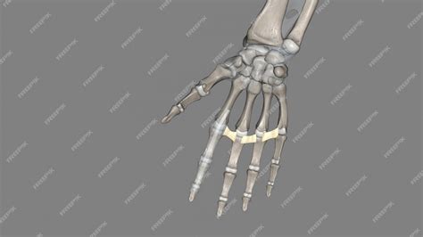 Premium Photo The Deep Transverse Metacarpal Ligament Connects The Palmar Surfaces Of