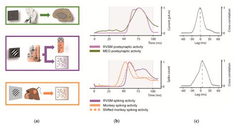 Biology Special Issue Information Processing In Neuronal Circuits And Systems
