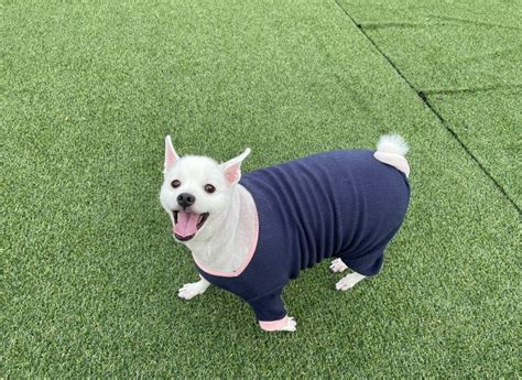 스피츠돌이 강아지책임무료분양 컴투펫위탁보호센터 강아지무료분양 고양이무료분양 강아지파양 고양이파양