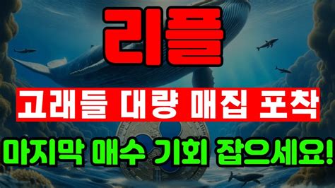 리플 고래들의 대량 매집 단독 포착했습니다 믿고 매수 기회 잡으세요 Youtube