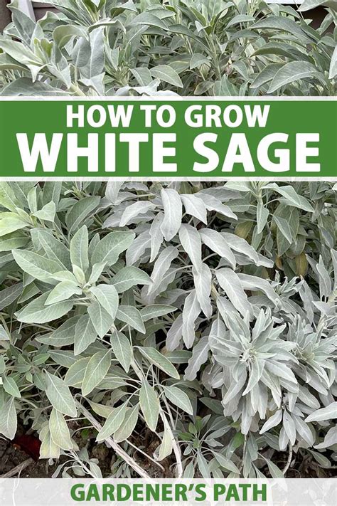 How To Grow And Use White Sage Gardeners Path