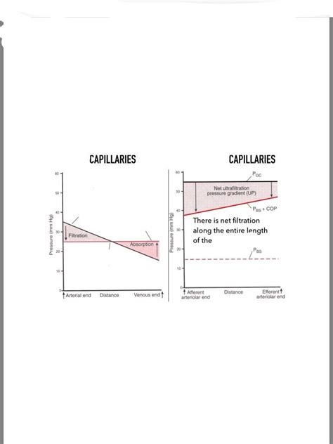 Lecture 2 Updated Glomerular Filtration Quiz