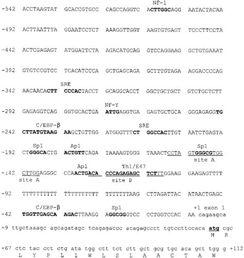 Nucleotide Sequence In The Vicinity Of The Transcription Start Site For Download Scientific