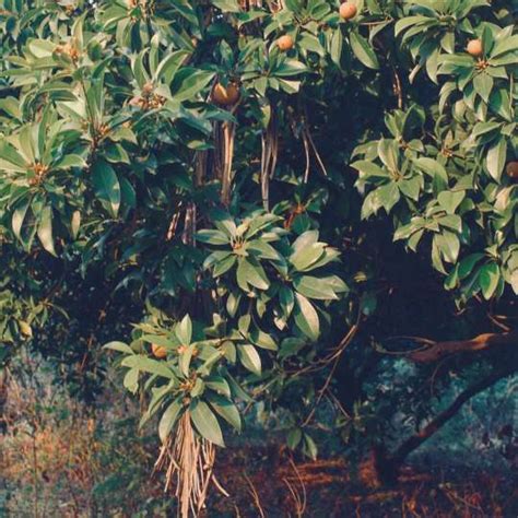 Chiku Nature Nursery Central Indias Biggest Nursery In Indore