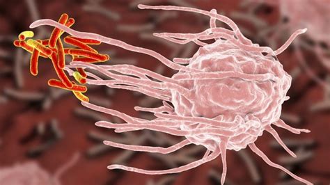 Tuberculosis Bacteria