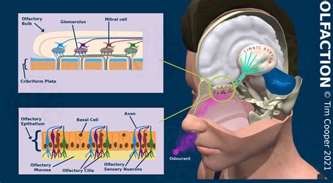 Olfaction The Sense Of Smell Alchemy Of Essence®