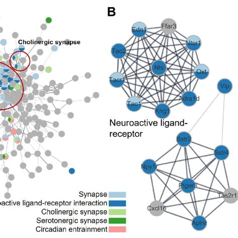 Ppi Network Of Degs And Clustering Analysis A Enriched Pathway And