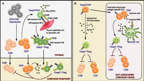 Figure 1 From Control Of Regulatory T Cell Lineage Commitment And Maintenance Semantic Scholar