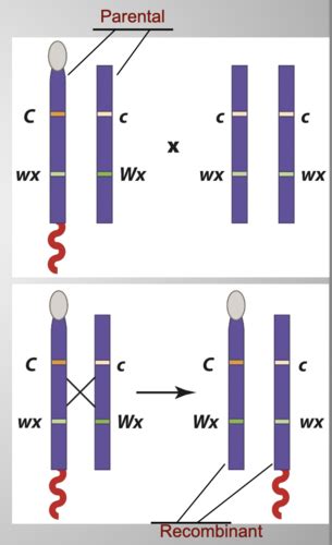 Genetics Chapter 7 Linkage And Recombination Flashcards Quizlet