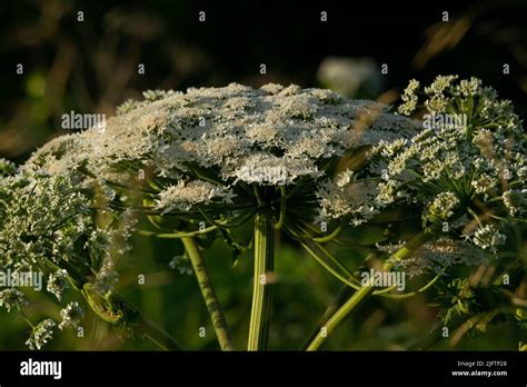 Cow Parsnip Heracleum Sosnowsky Field In Bright Sunset Light In