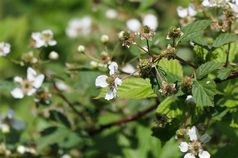 가시 나무 Rubus 블랙베리 Pixabay의 무료 사진 Pixabay