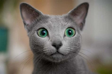 Blue Cat Green Eyes Logo Discover The Russian Blue Your Ideal Feline