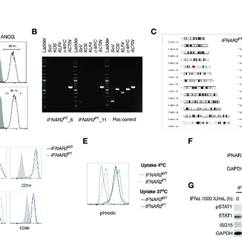 A Model Of Ifnar2 Deficient Human Ips Macrophages Ifnar2 Pt Ips Mf Download Scientific