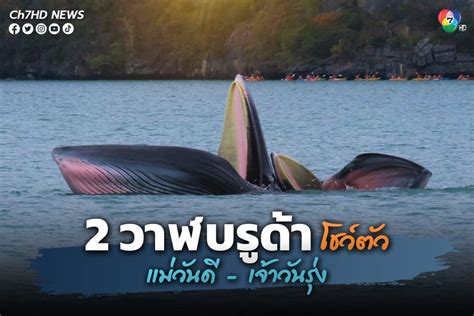 ข่าววาฬบรูด้าแม่วันดีกับเจ้าวันรุ่ง 2 แม่ลูก และเพื่อนว่ายโชว์ตัวเขตอุทยานแห่งชาติหมู่เกาะอ่างทอง