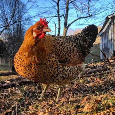 12 Unique And Rarest Chicken Breeds