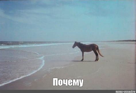 Создать мем лошадь лошадь лошадь у моря потому почему лошадь у моря