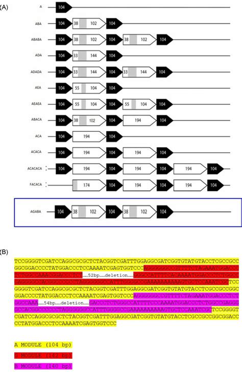 A Structure Of The Variable Internal Repeat Vir Region Of The 12