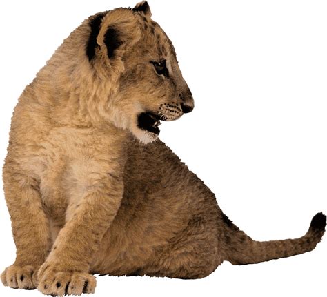 Cute Lion Cub Png Picture Png All