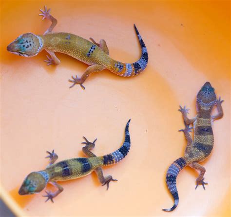 Leopard Gecko Size How Big Does A Leopard Gecko Get